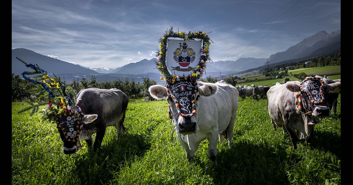 Alpine cattle drive. In the region
